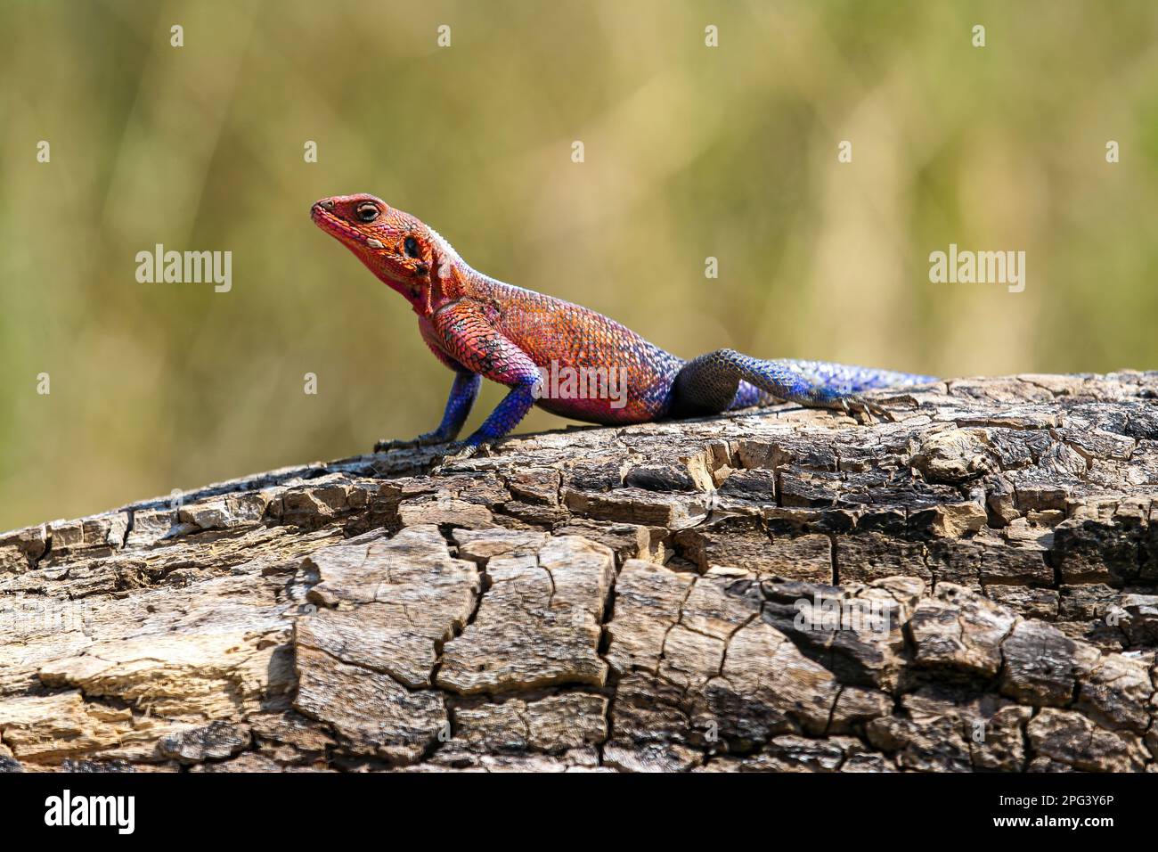 A Agama Mwanzae is taking a sunbath Stock Photo - Alamy