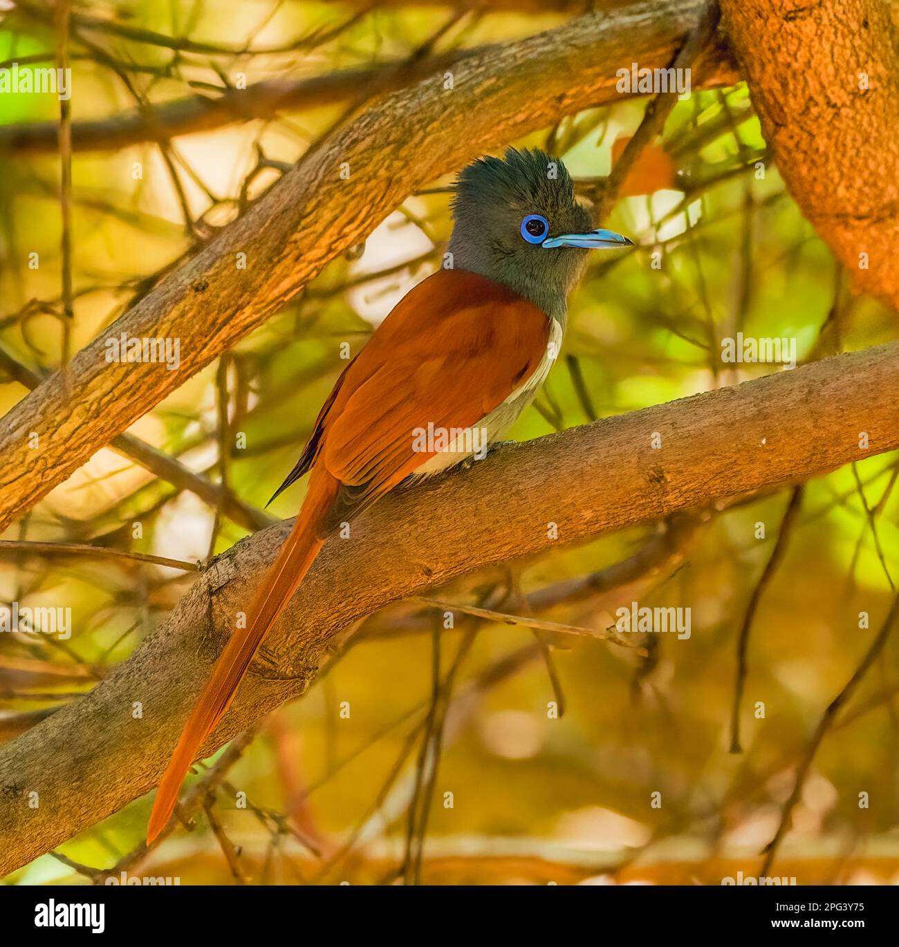 African Paradise Flycatcher Stock Photo - Alamy