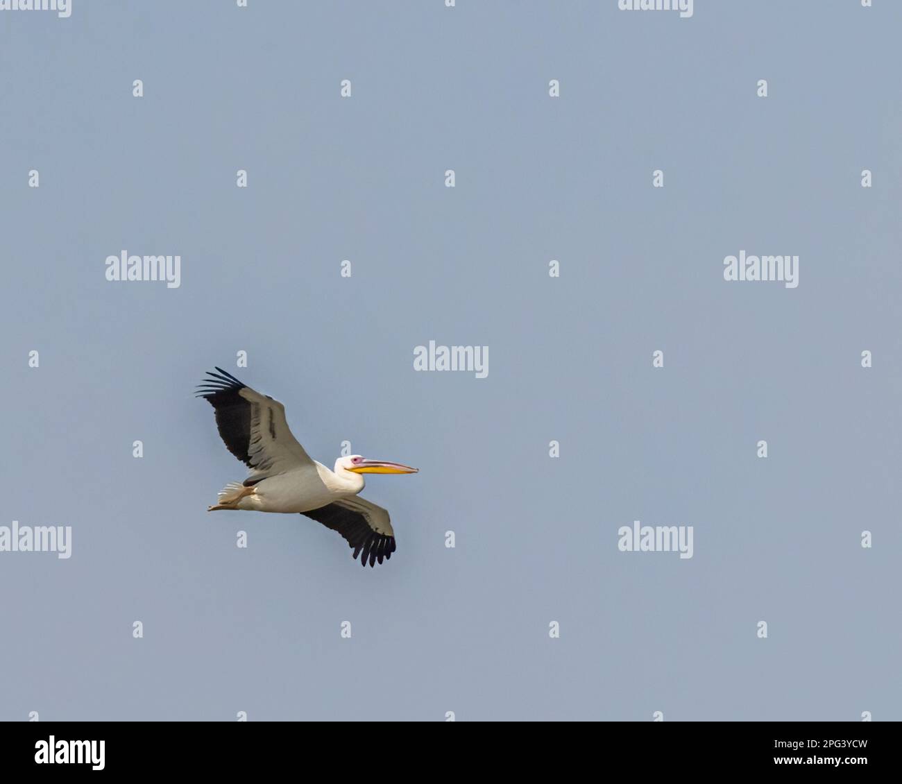 Great White Pelican flying with horizontal wings Stock Photo - Alamy