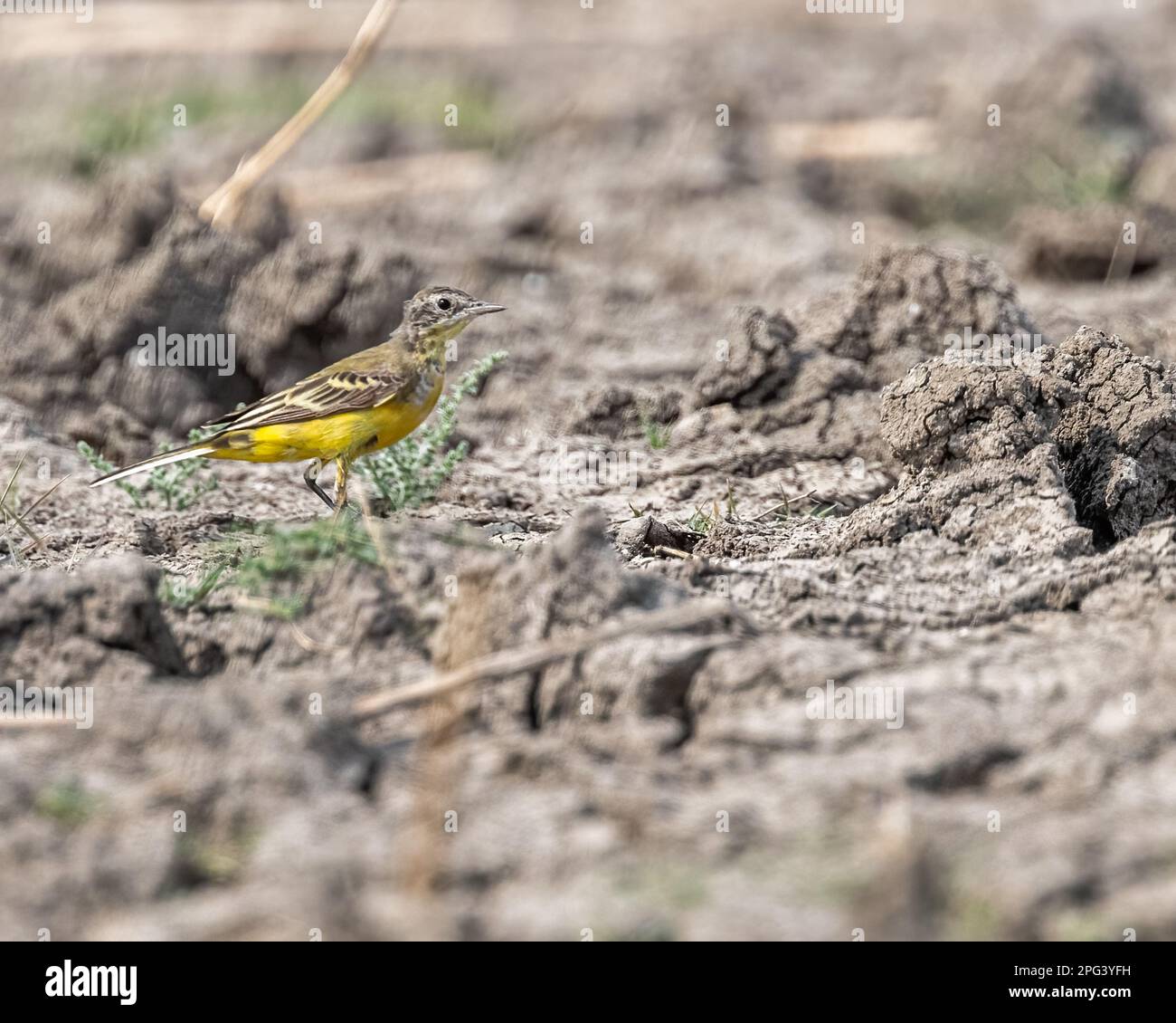 Wagtail bird call hi-res stock photography and images - Alamy