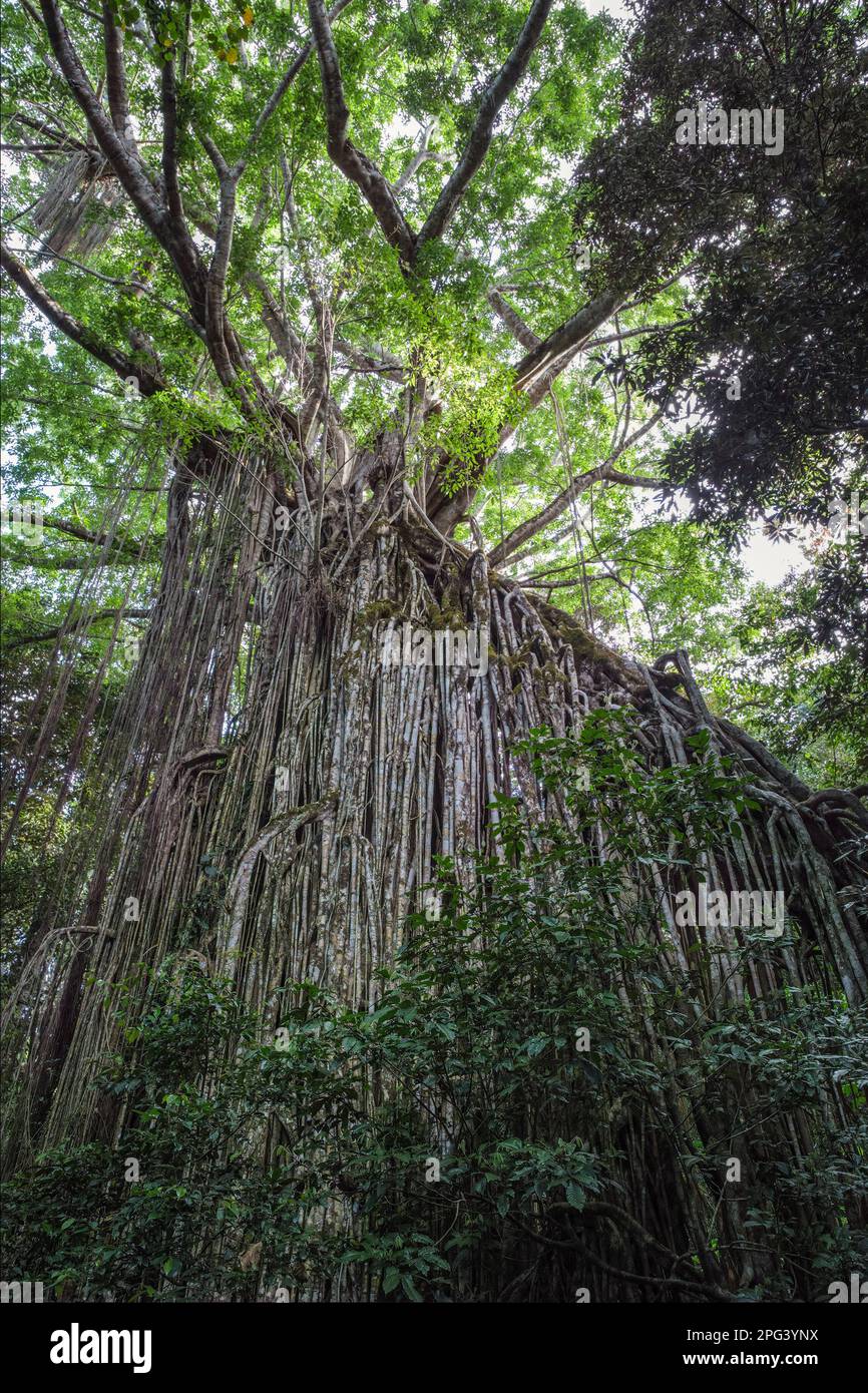 The Curtain Fig Tree, Yungaburra, Atherton Tablelands, Queensland ...