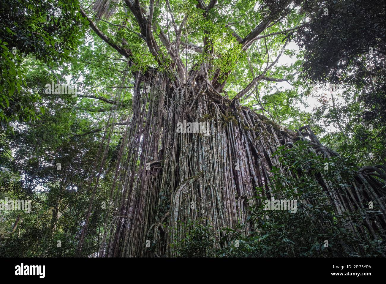 The Curtain Fig Tree, Yungaburra, Atherton Tablelands, Queensland ...