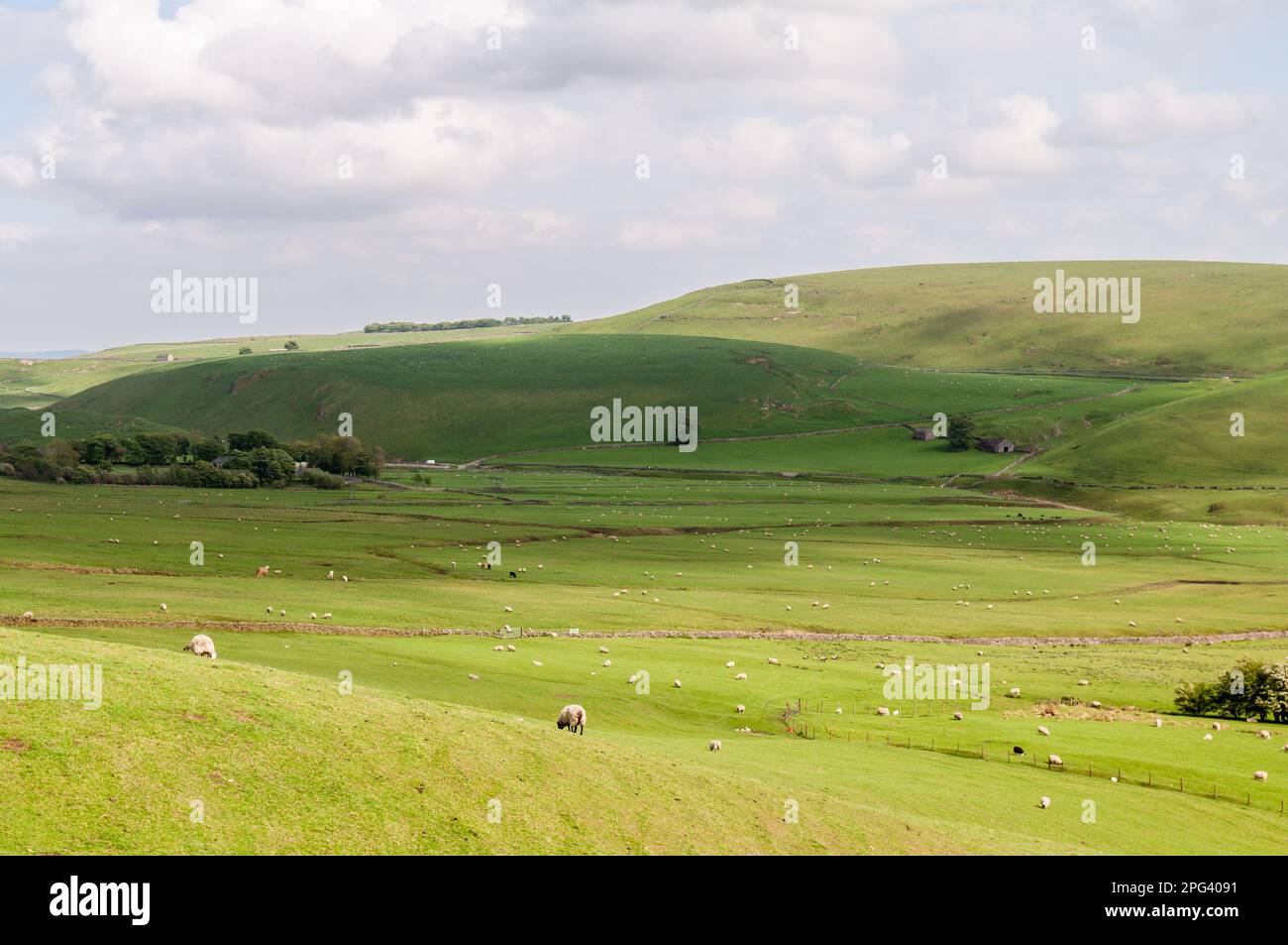 Sheep graze on pasture at Rushup Edge on the green hills of England's ...