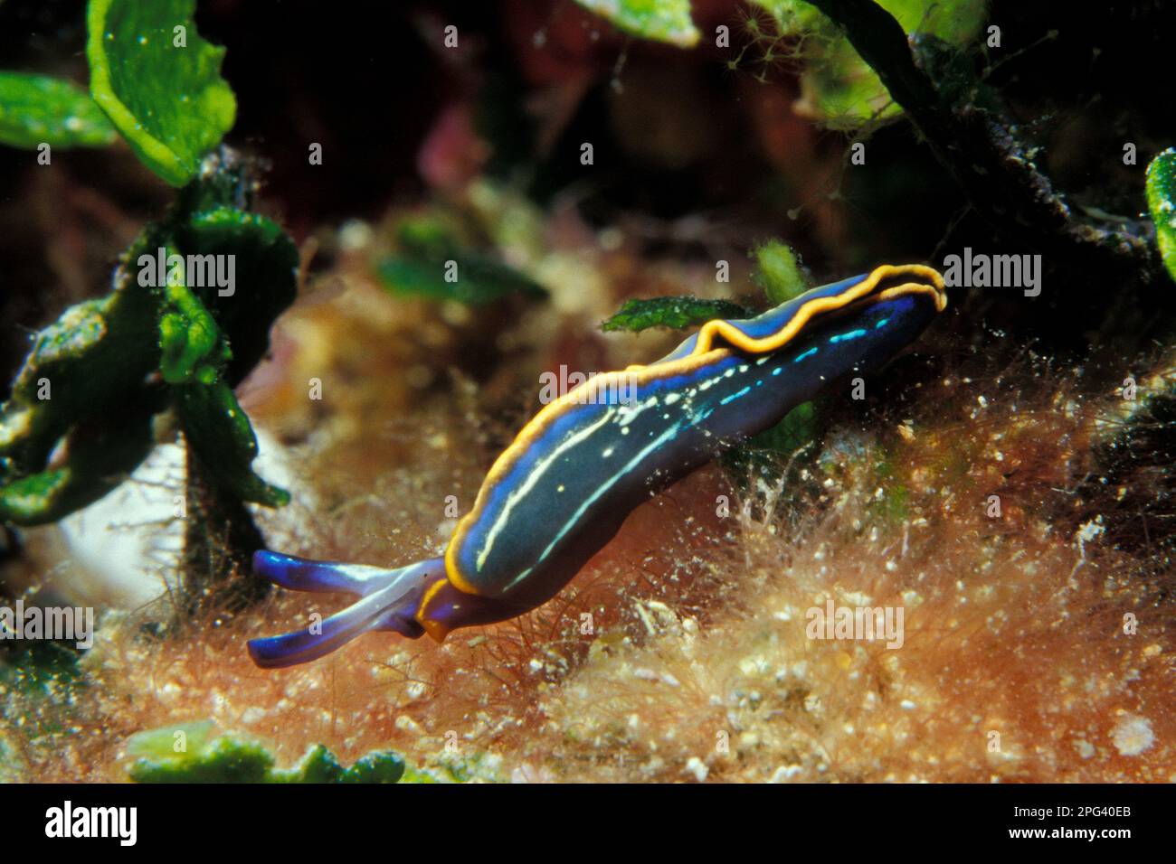 Solar powered sea slug hi-res stock photography and images - Alamy