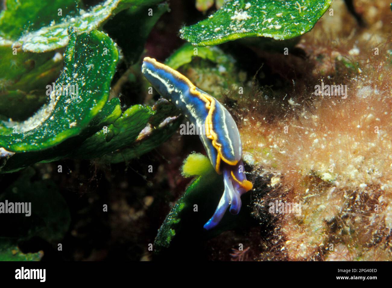 Thuridilla hopei, Gestreifter Saftsauger, Hope's Elysia, solar-powered ...