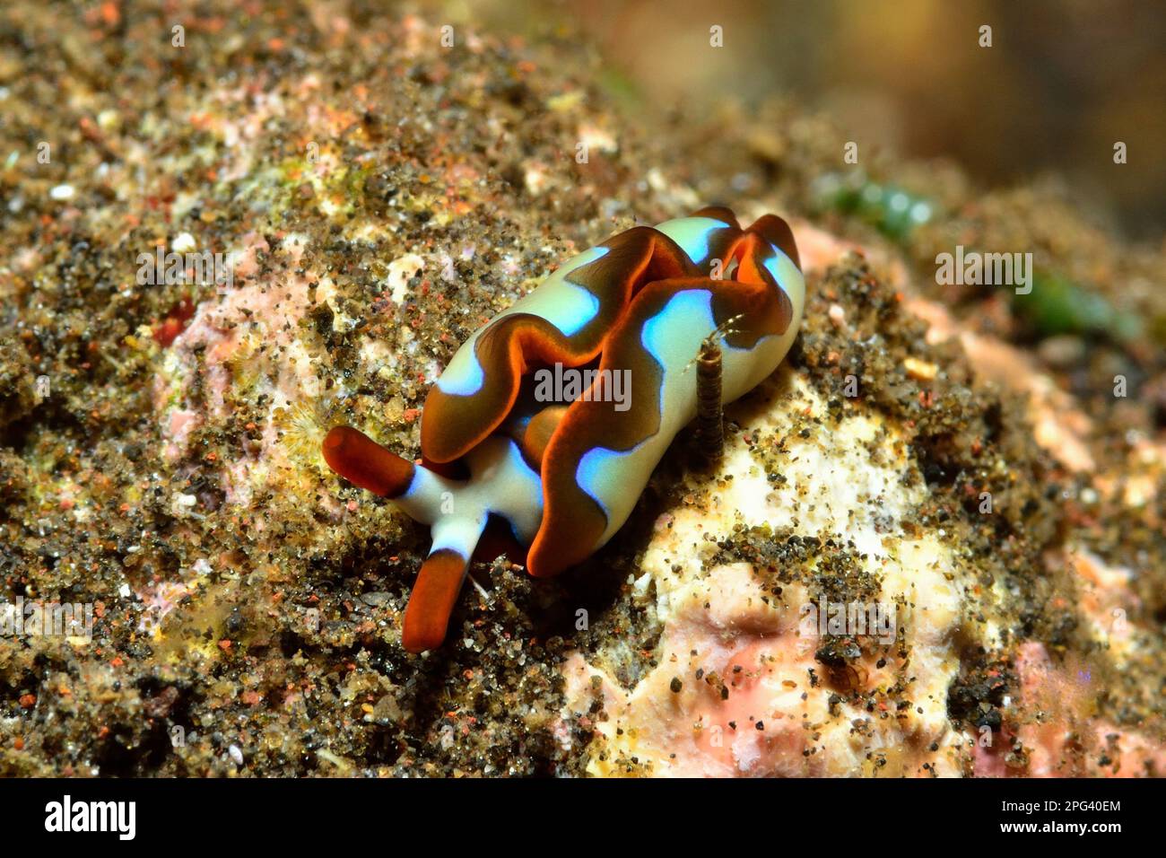 Wellensaftsauger hi-res stock photography and images - Alamy