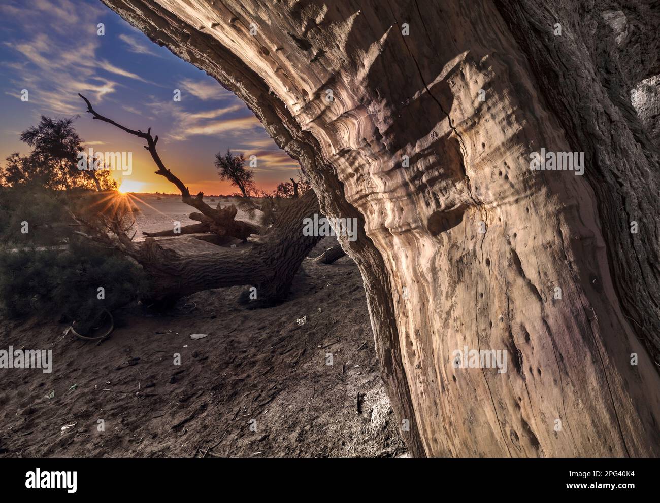 Tamarisk sahara desert hi-res stock photography and images - Alamy