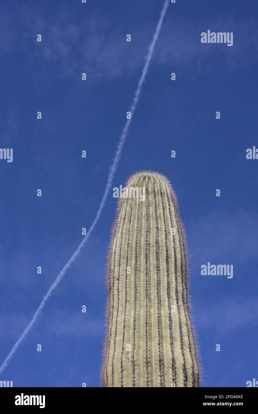 A large saguaro cactus against a blue sky that is split by a jet ...
