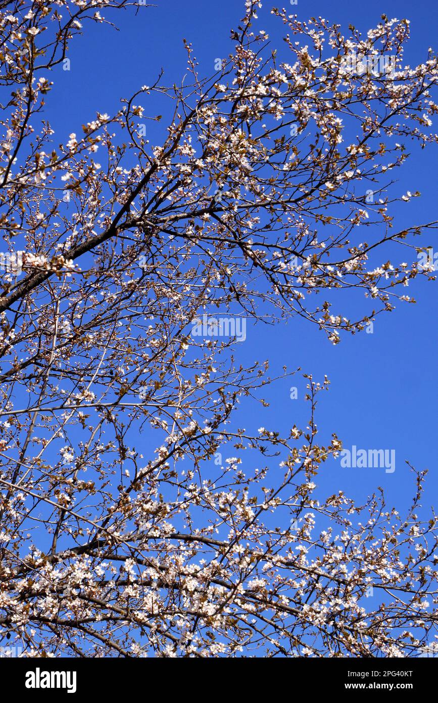 Cherry plum tree, prunus cerasifera, in blossom in early spring ...