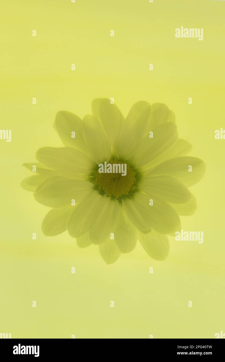 Yellow monochrome flower illustration with copy space Stock Photo - Alamy