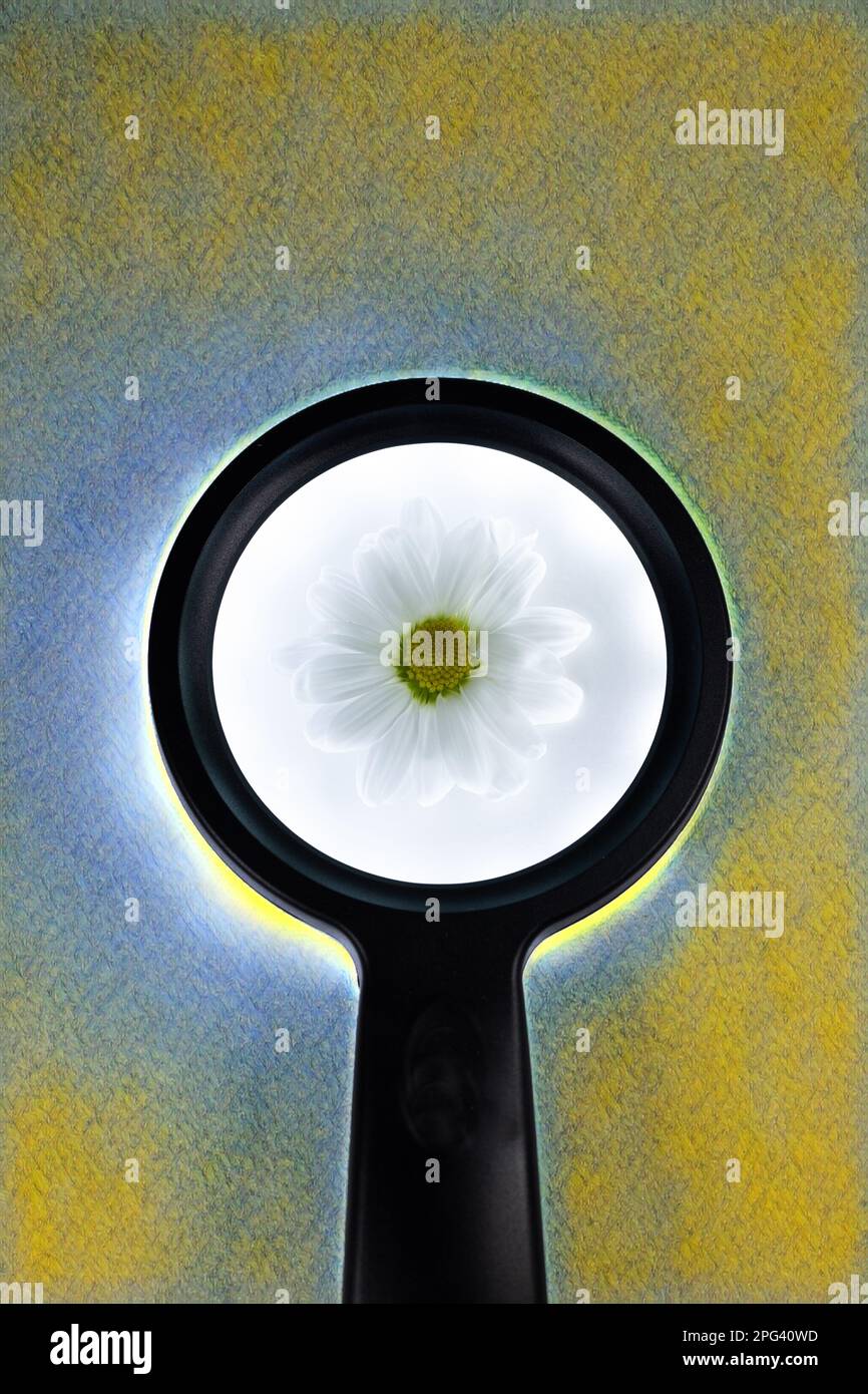 Single white daisy flower hi-res stock photography and images - Alamy