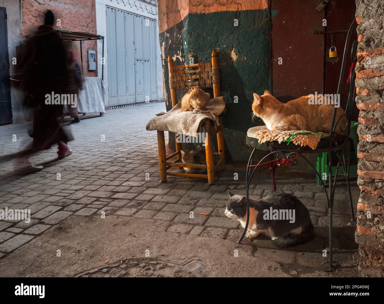 Cats sit in a alley in the El Moukef area of the Medina of Marrakech ...