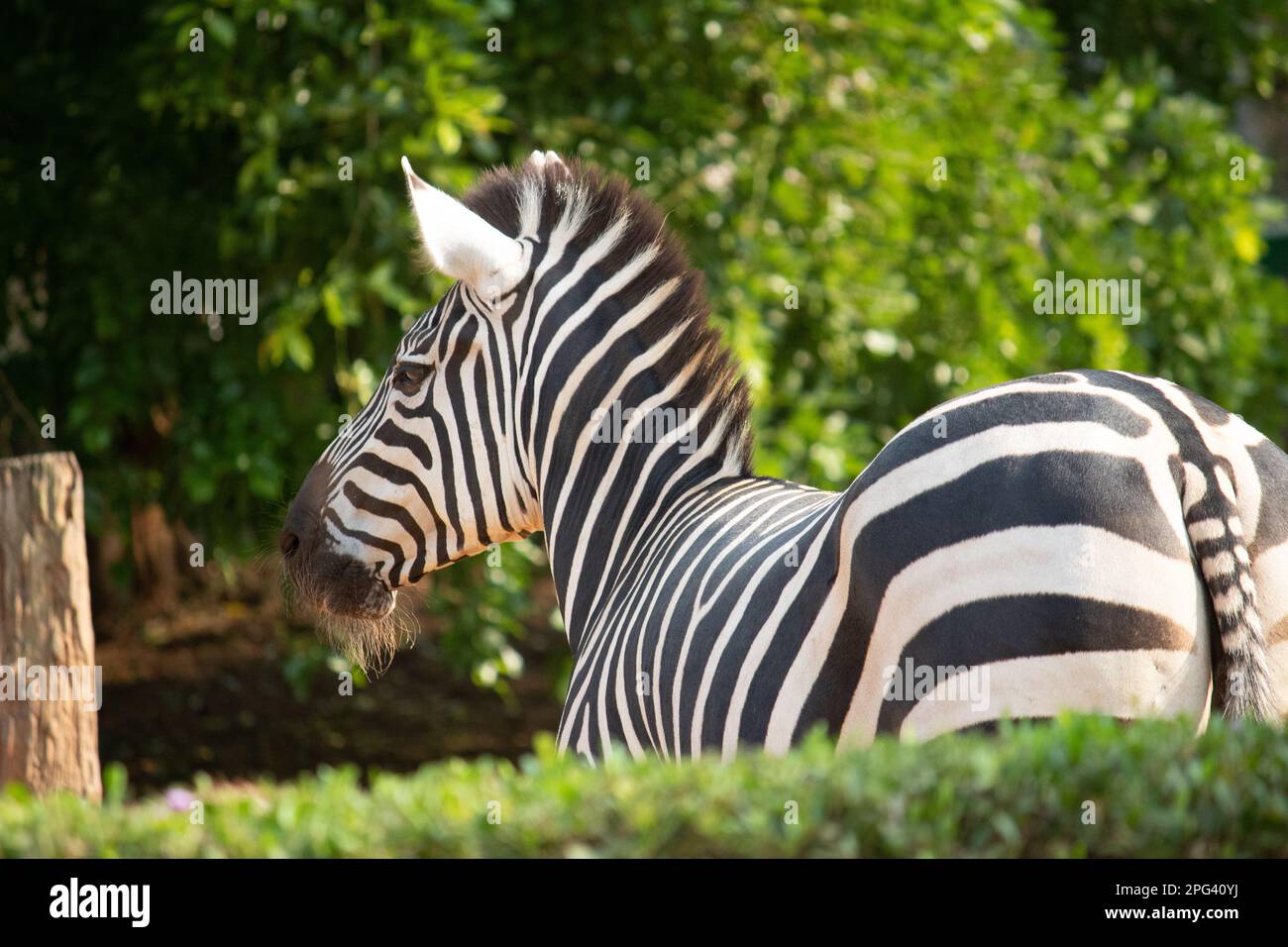 India Zebra at Bannerghatta national park Bangalore standing in the zoo ...