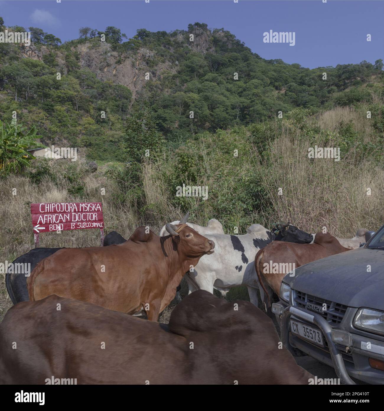 A herd of cattle meet a pick-up truck on corner 13 on the pass from the ...