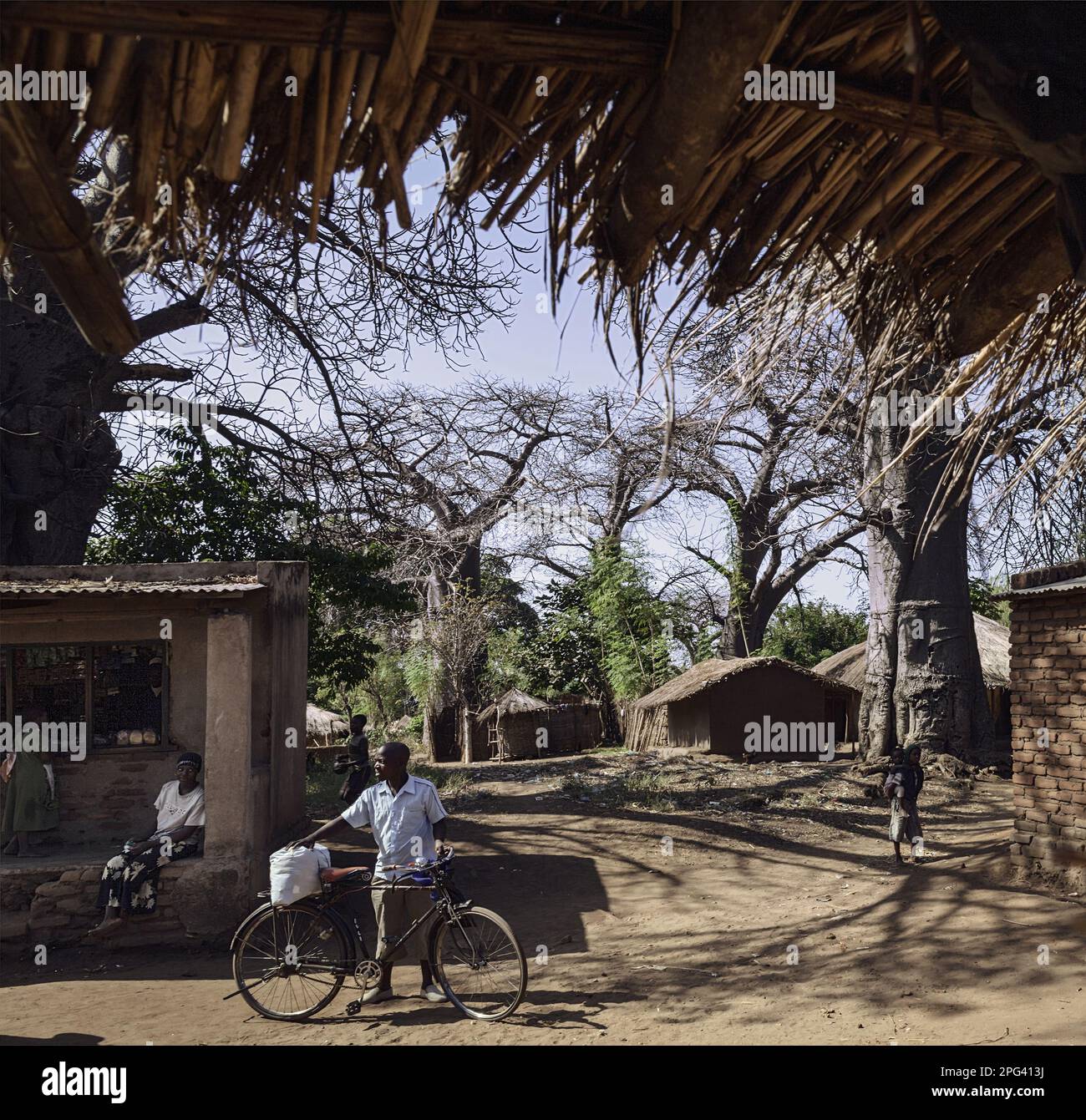 Baobabs grow in the village of Mtakataka between Salima and Monkey Bay ...