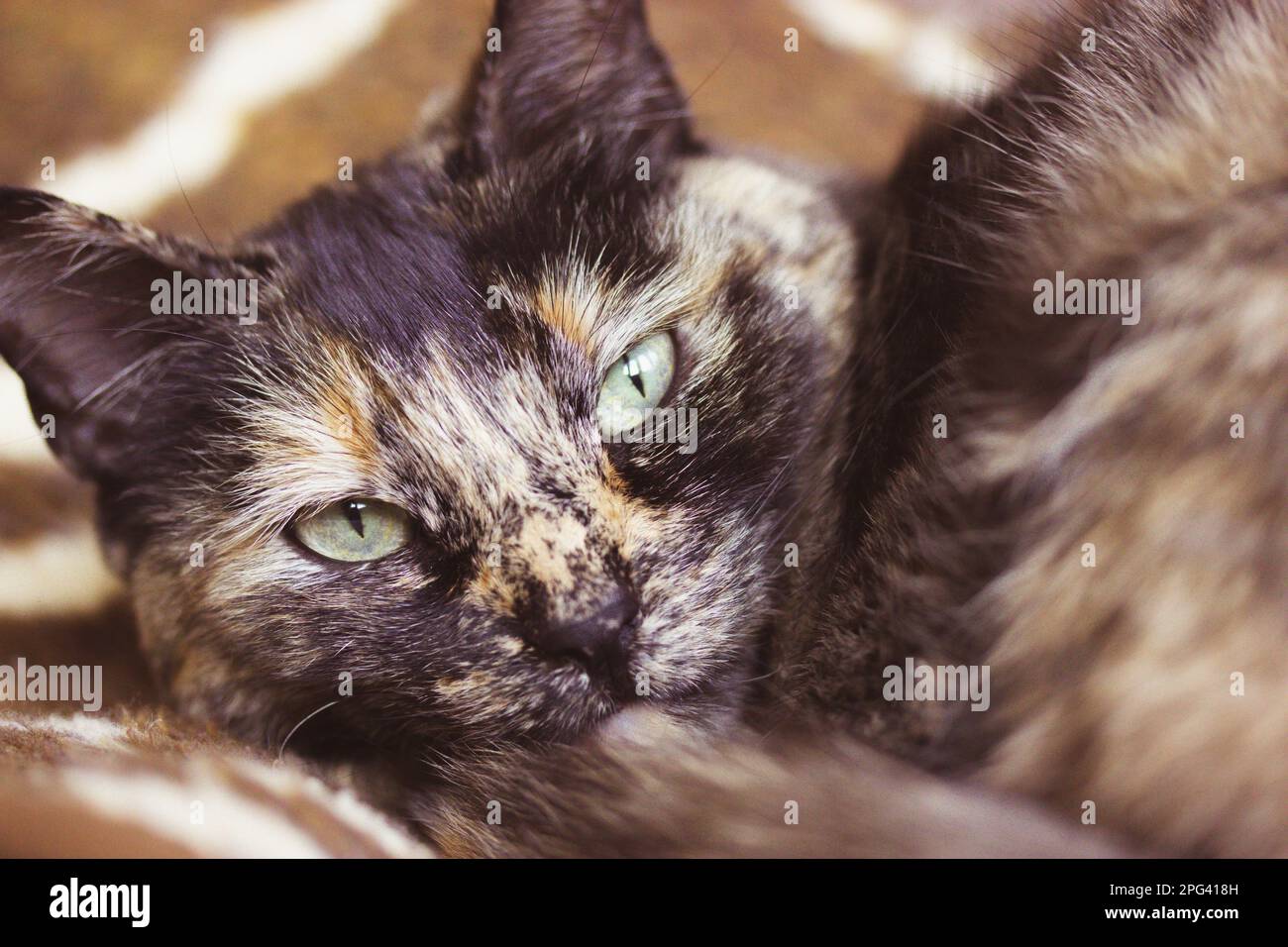 Portrait of a domestic Turtle cat sitting on a couch in home interior ...
