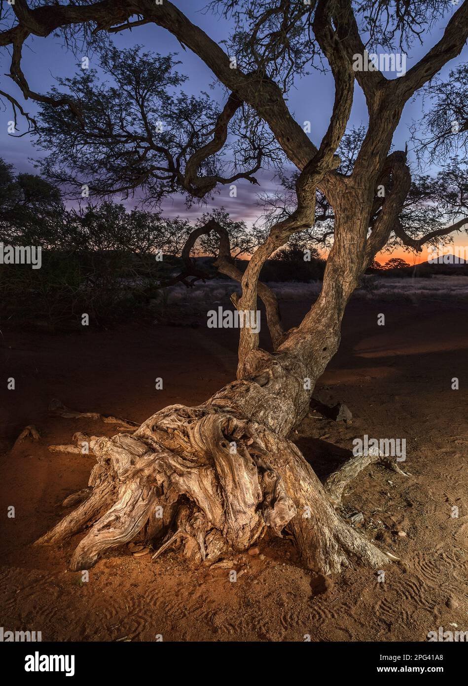 An old Camel Thorn tree at sunset near the Hakosberge in the Khomas ...