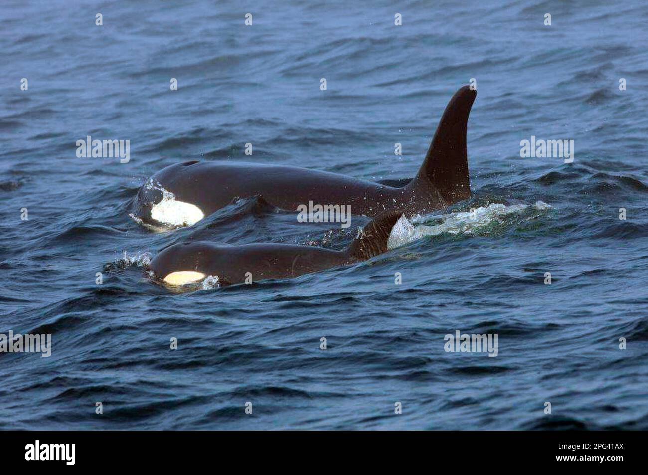 FILE - Southern Resident killer whale J50 and her mother, J16, swim off ...