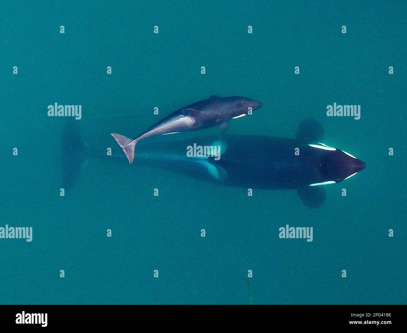 FILE - This Sept. 2015, photo provided by NOAA Fisheries shows an aerial view of adult female ...