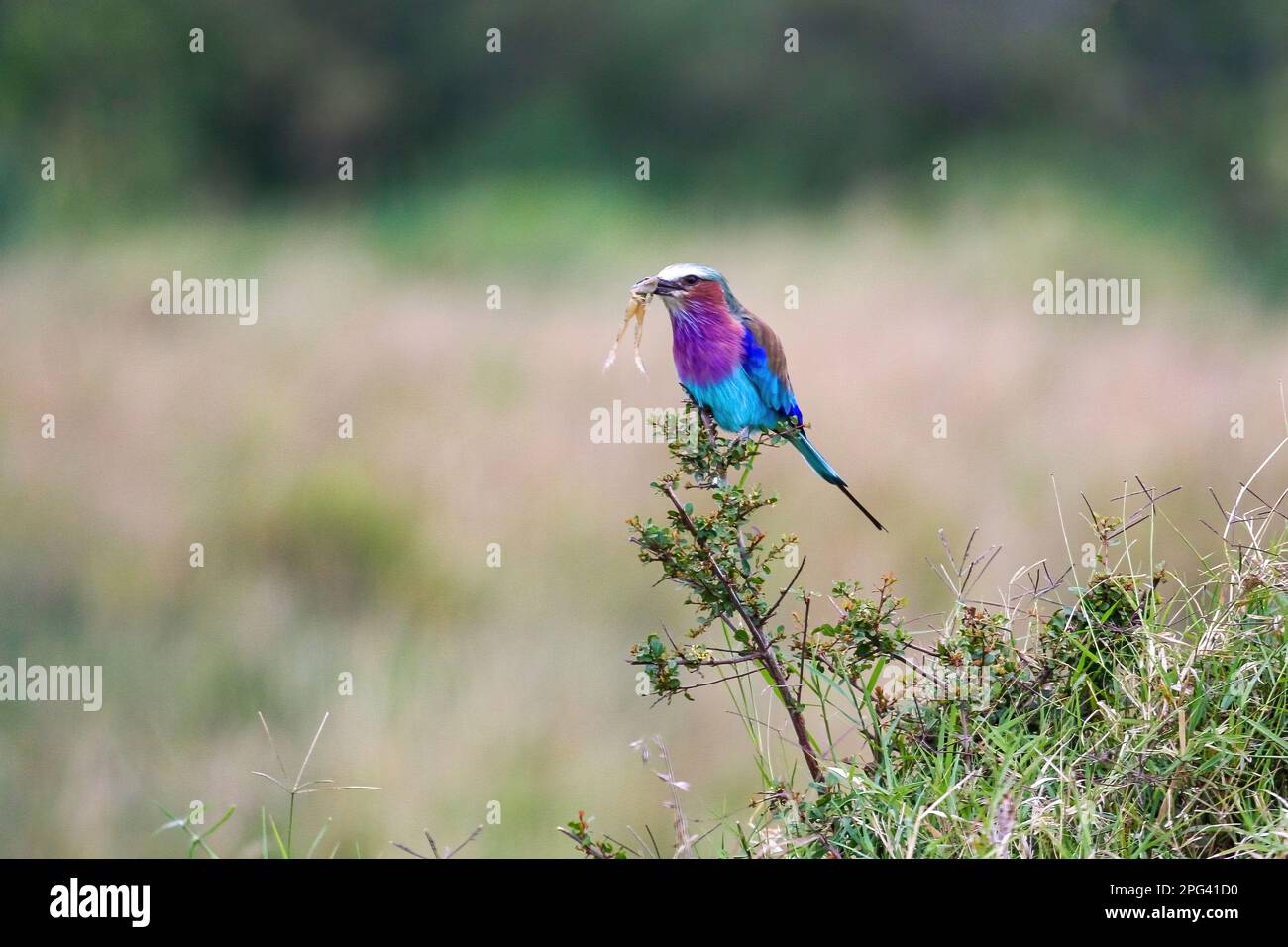 A Lilac breasted roller is catching a frog Stock Photo - Alamy