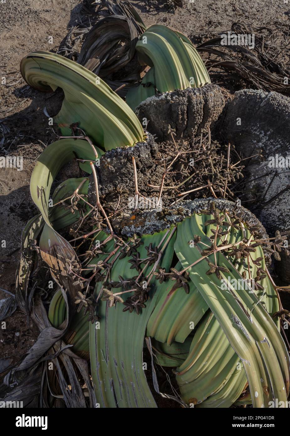 The Welwichia mirabillis is said to be one of the strangest plants on ...