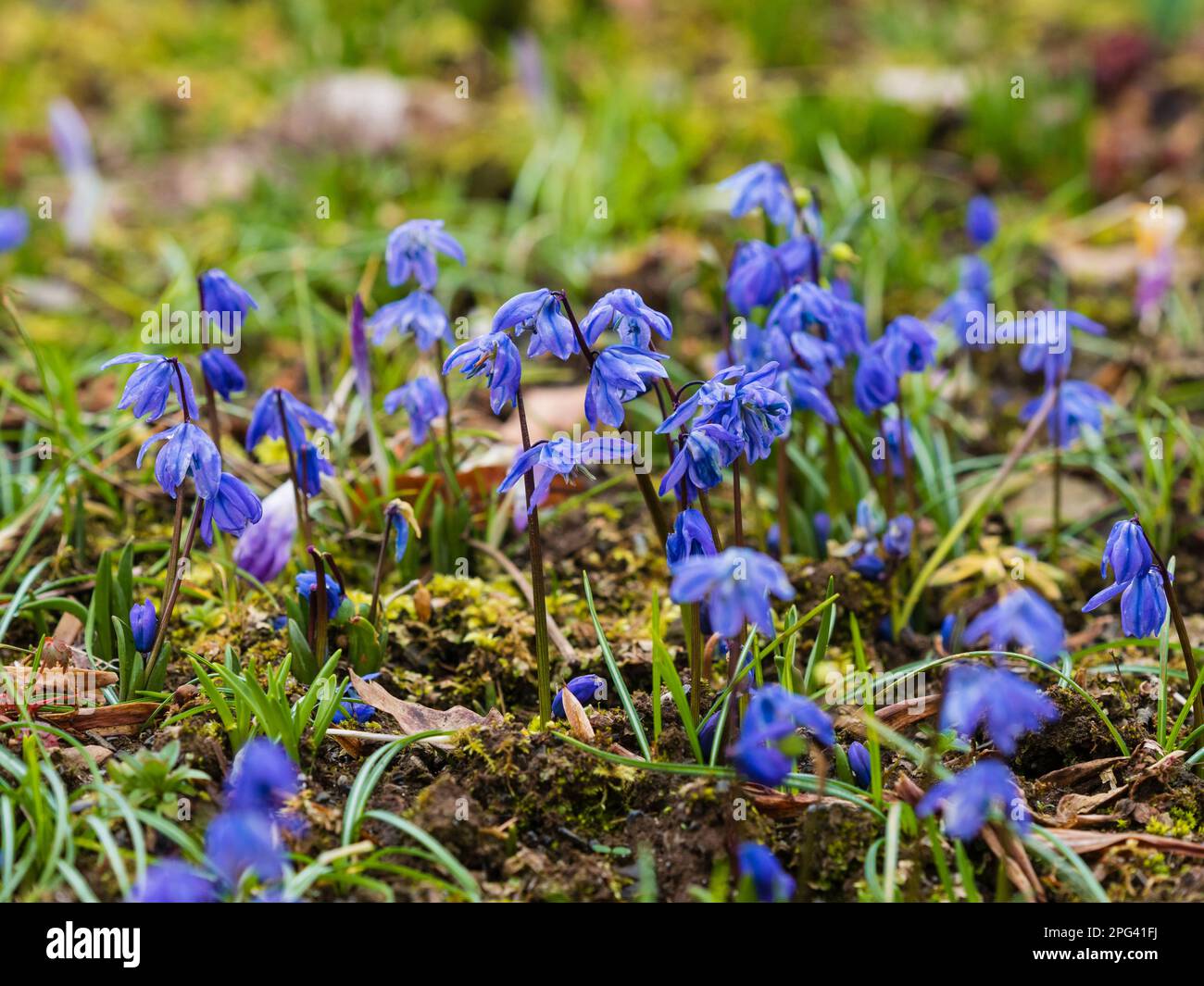 Early Blue Spring Flowers