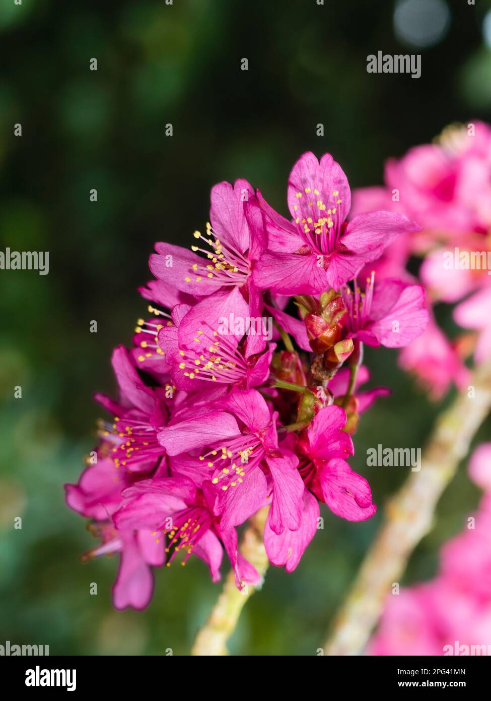 Dark pink blossom of the hardy, early spring flowering cherry tree ...