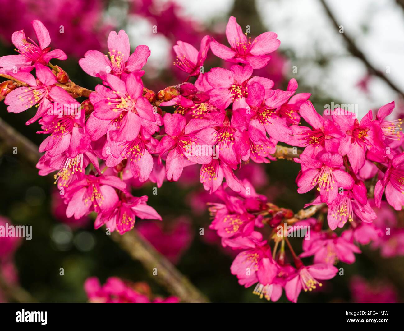 Dark pink blossom of the hardy, early spring flowering cherry tree ...
