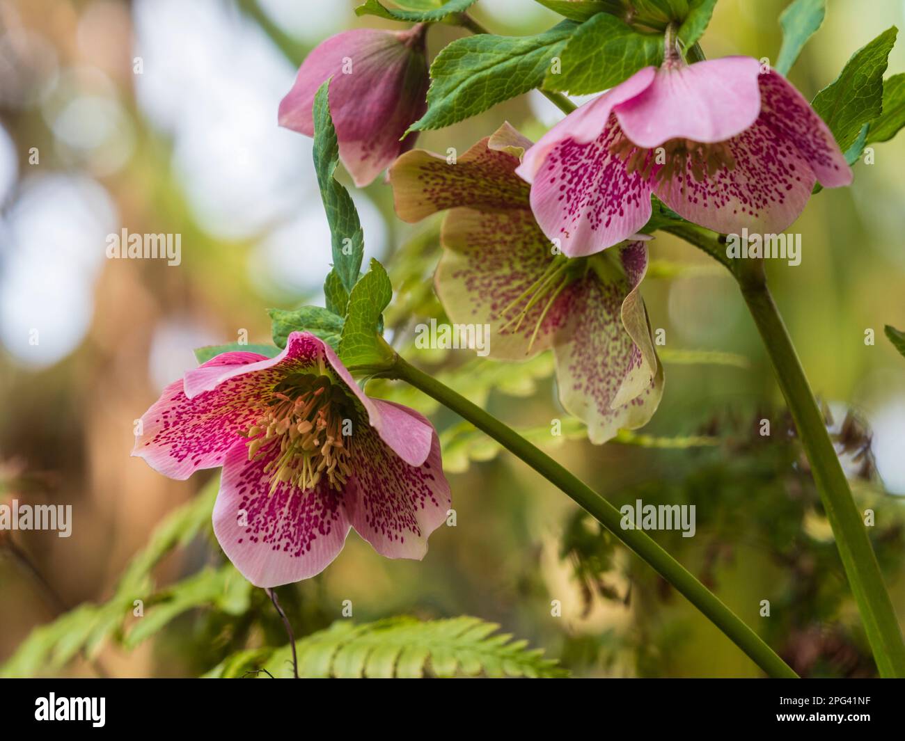 Red spotted pink flower of the hardy perennial hellebore, Helleborus x ...