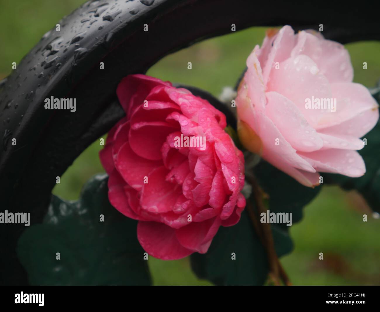 Red and pink rose in the rain Stock Photo - Alamy