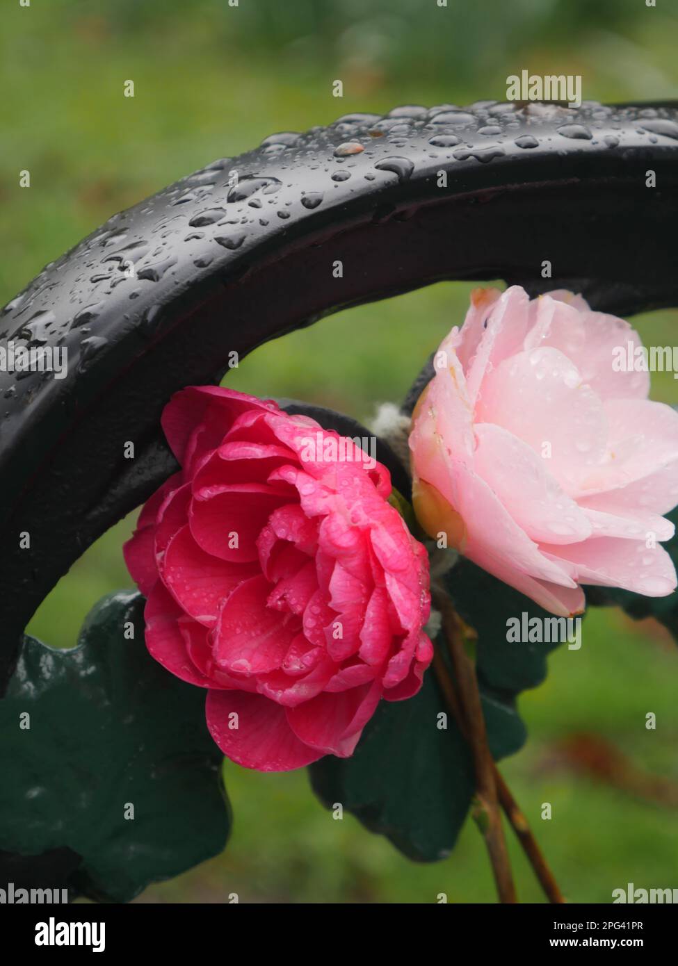 Red and pink rose in the rain Stock Photo - Alamy