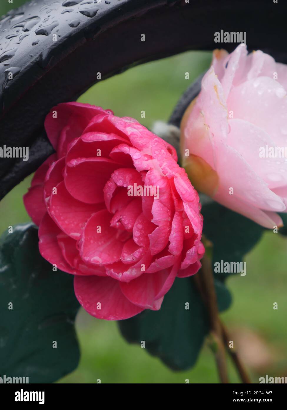 Red and pink rose in the rain Stock Photo - Alamy