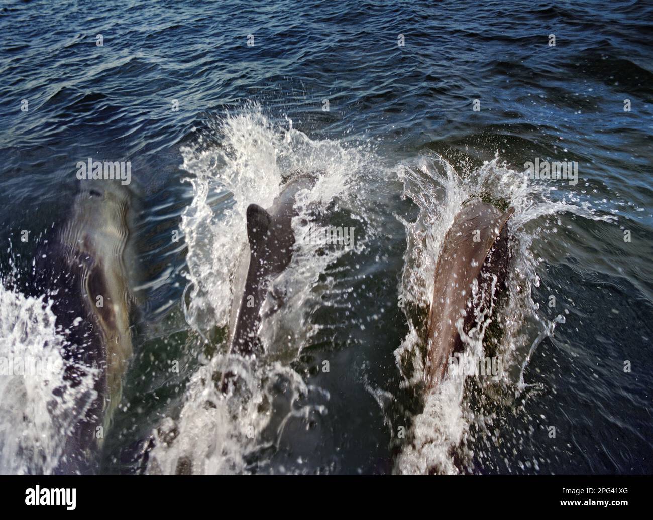 Bottlenose Dolphins breach in front of a diamond diving boat in the ...