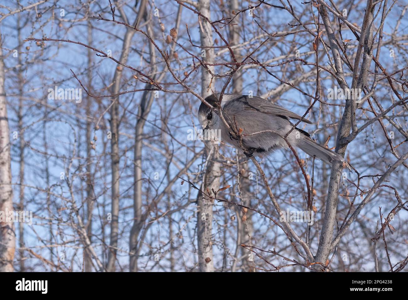 Canada Jay (Perisoreus canadensis) outside of Churchill, Manitoba ...