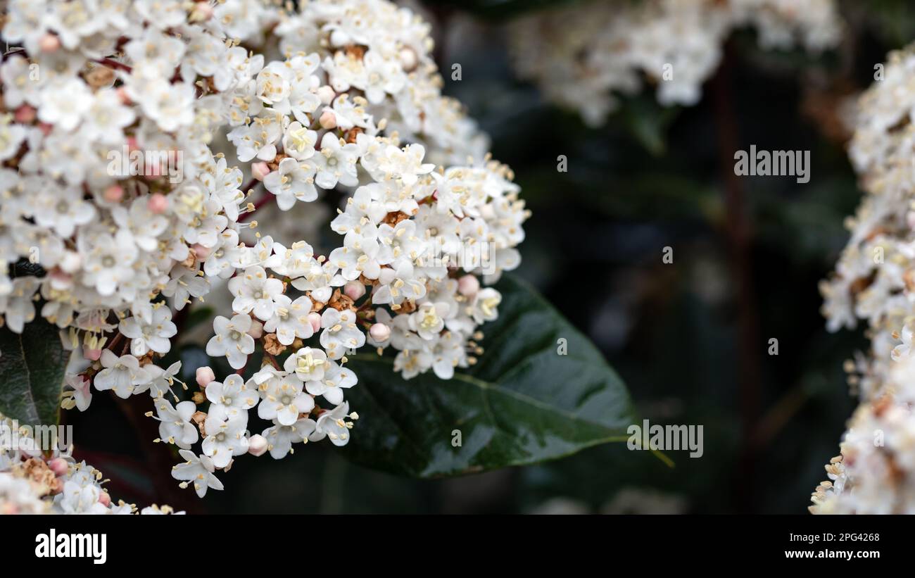 Laurustine is a species of flowering plant in the family Adoxaceae ...