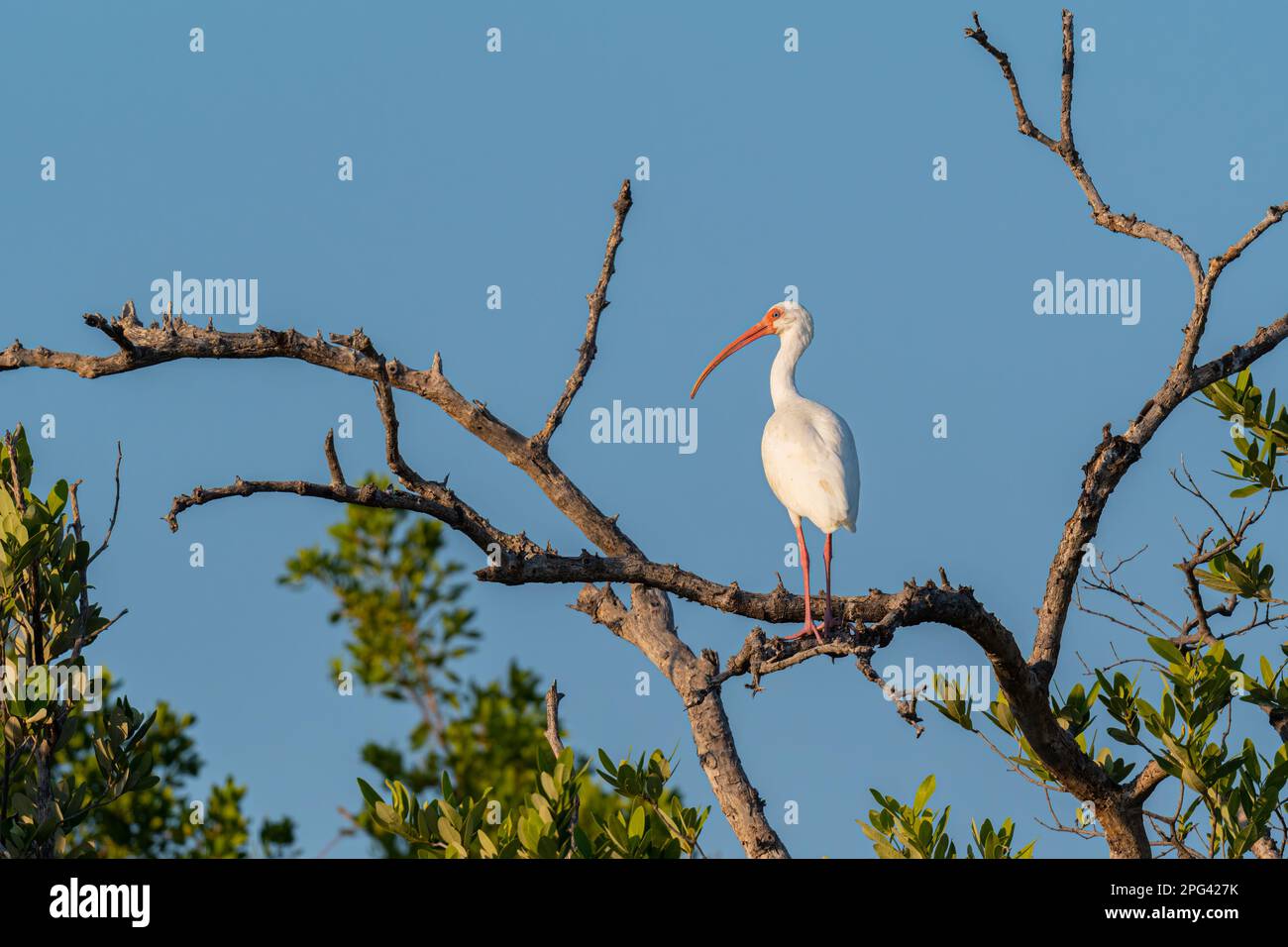 A White Ibis (Eudocimus albus) perched on a dead tree branch in the ...