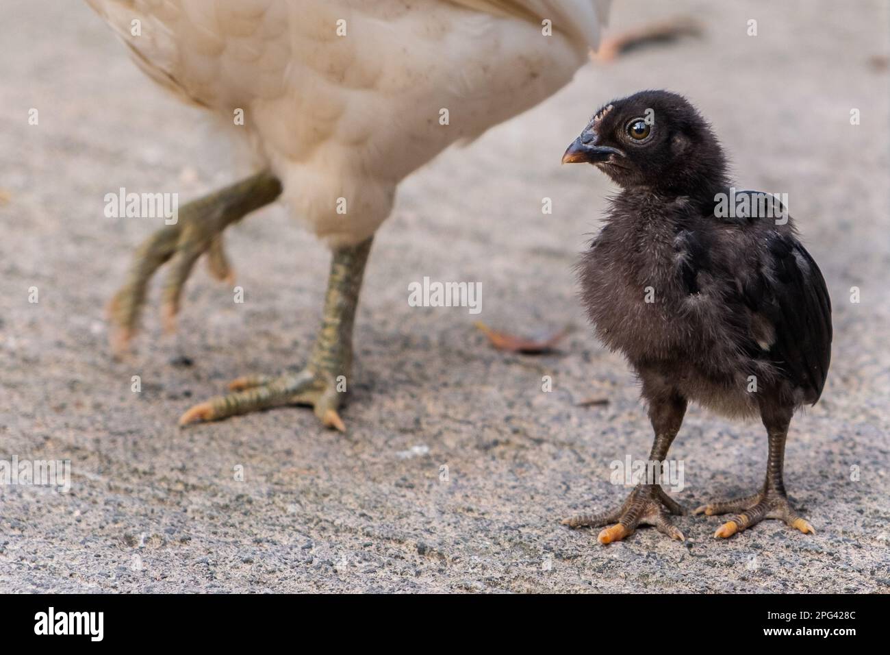Portrait of a small dark chicken standing near its mother Stock Photo ...
