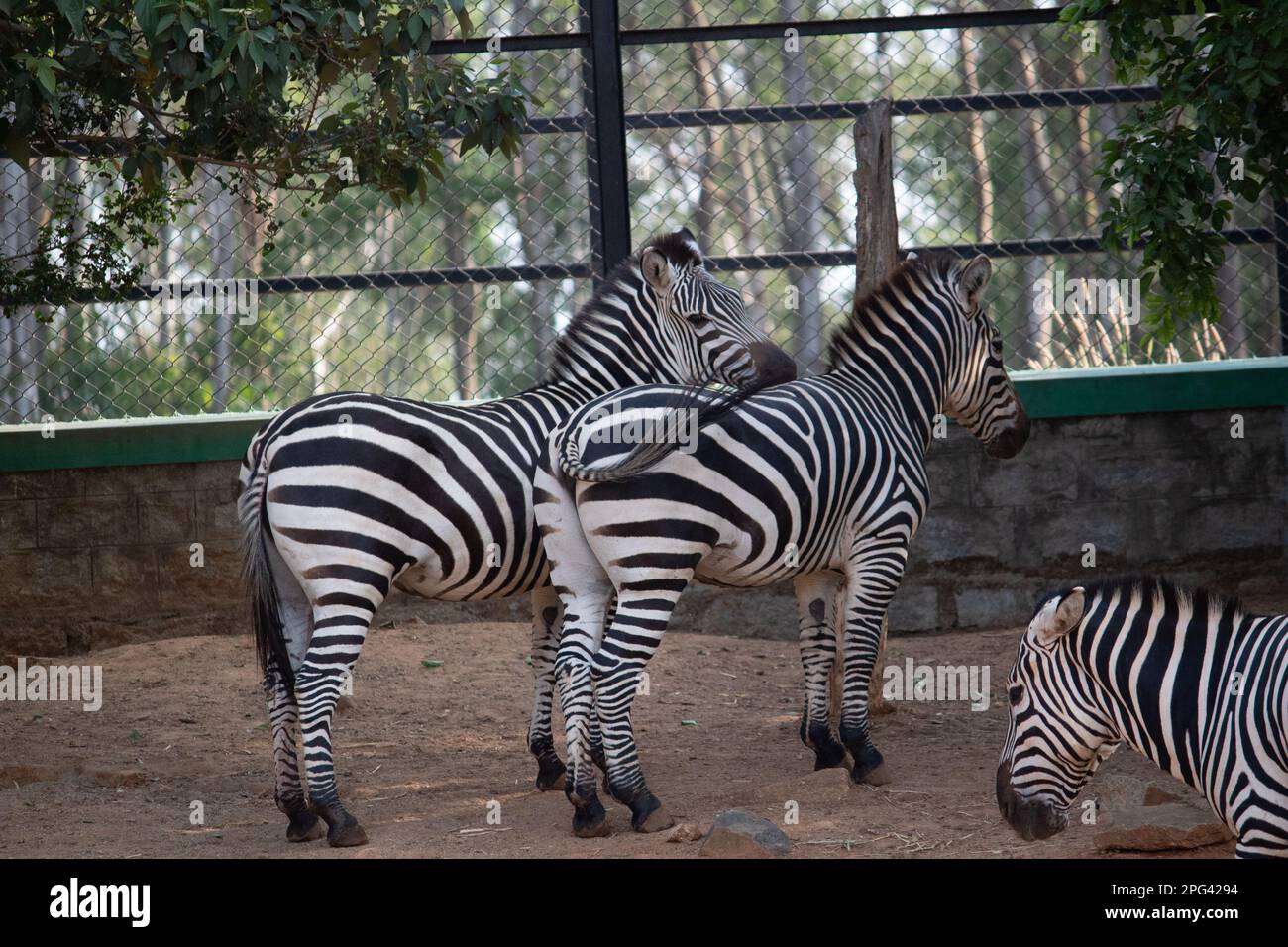 India Zebra at Bannerghatta national park Bangalore standing in the zoo ...