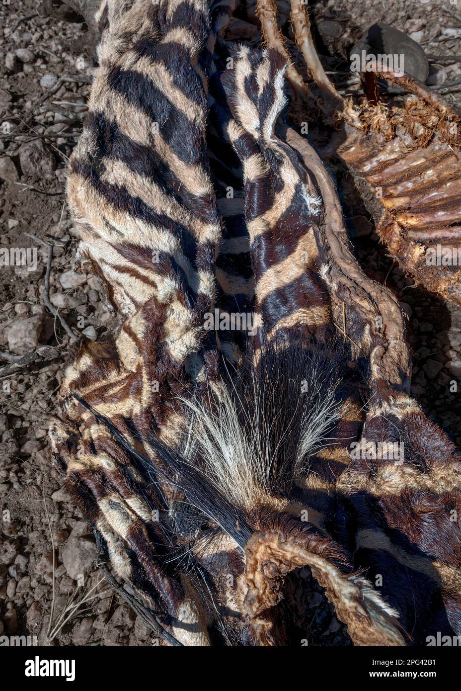The carcass of a Zebra, that died from the drought in the area, lies ...