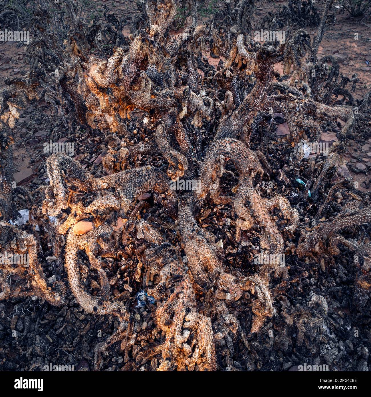 Jointed cactus hi-res stock photography and images - Alamy