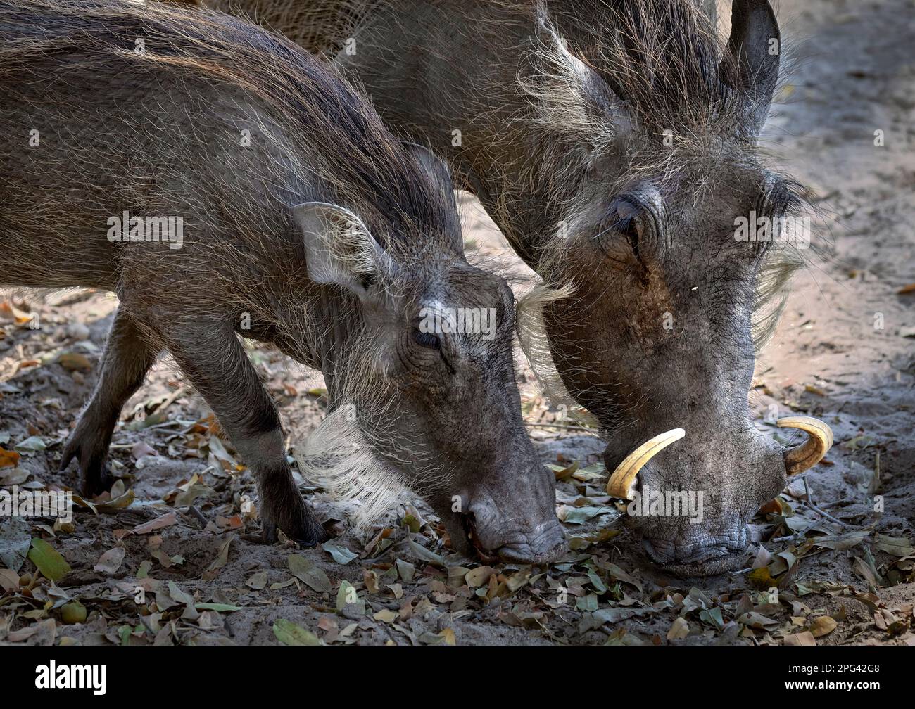Two Warthogs graze in the grounds of the Duba Plains Camp in the ...
