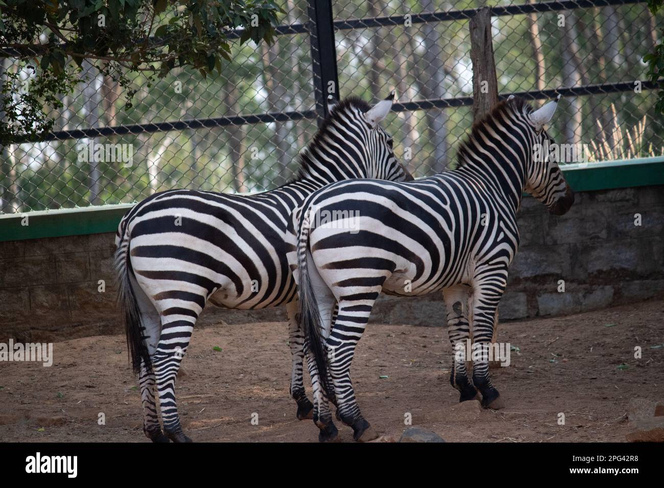 India Zebra at Bannerghatta national park Bangalore standing in the zoo ...
