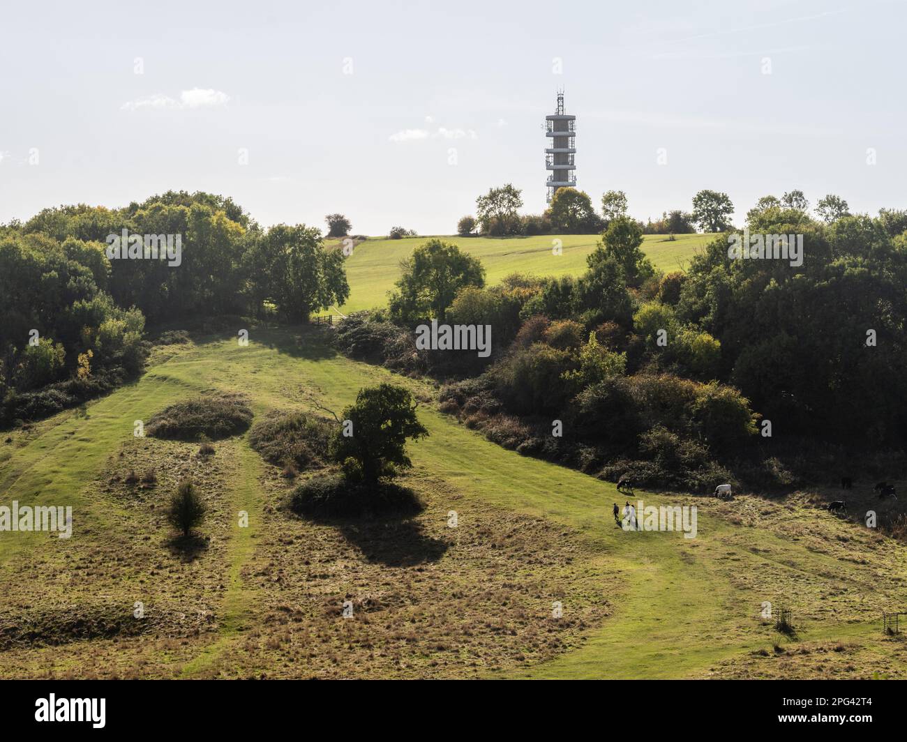 People walk on a footpath beside cows grazing under trees in Stoke Park ...