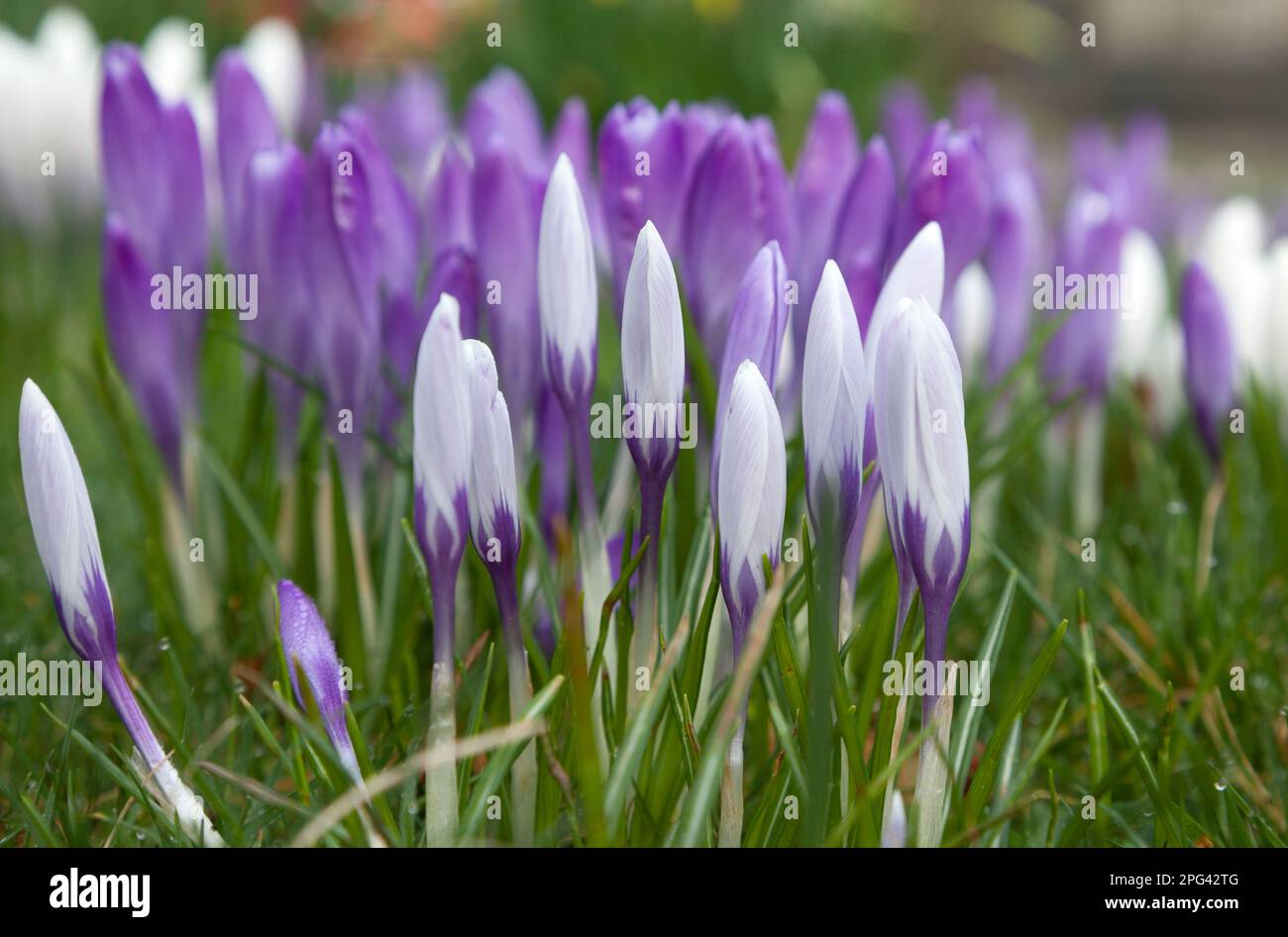 Naturalised plants hi-res stock photography and images - Alamy