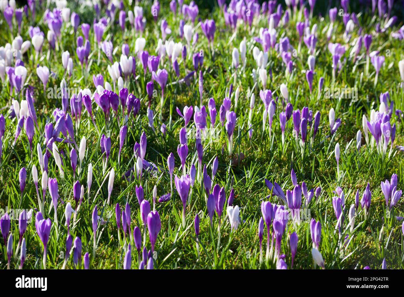 Naturalised bulbs in lawn hi-res stock photography and images - Alamy