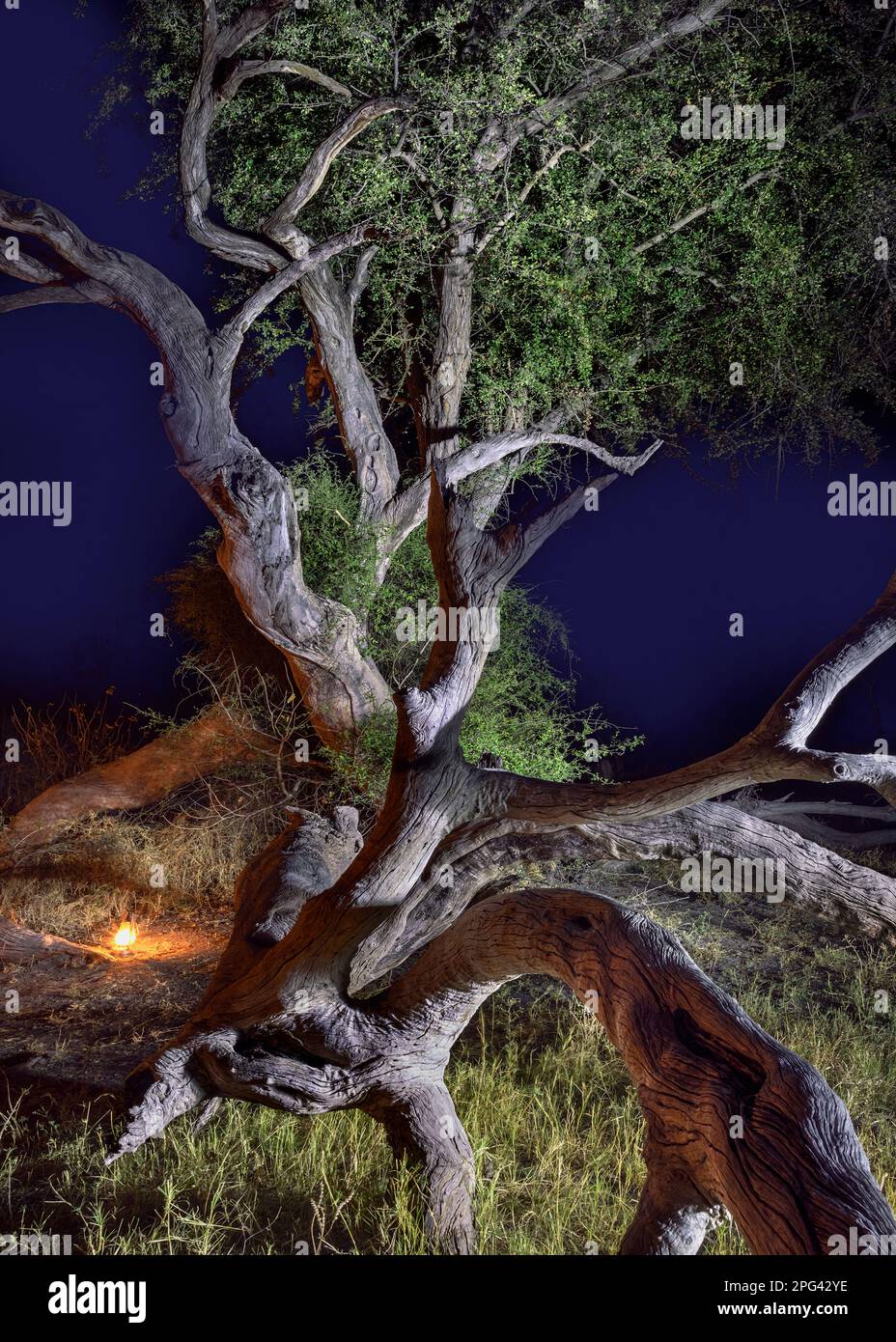 Old Leadwood tree in the Zarafa Camp area Stock Photo - Alamy