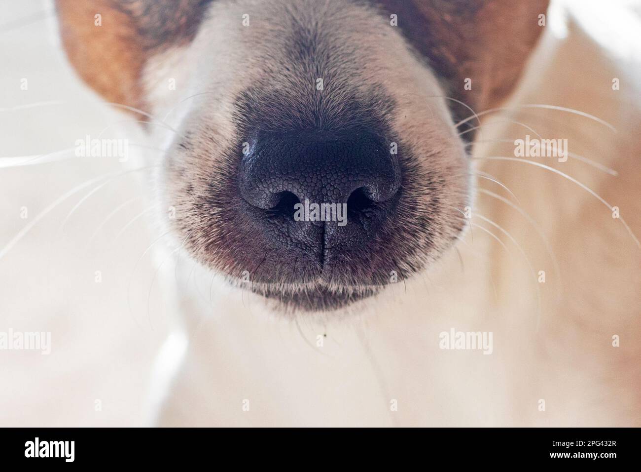 close-up of the nose of a jack russell terrier with a mustache on a ...