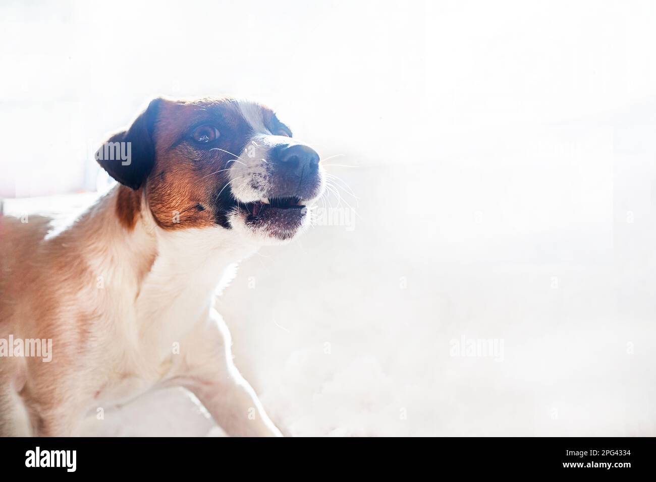 Can Jack Russells Be Left Alone