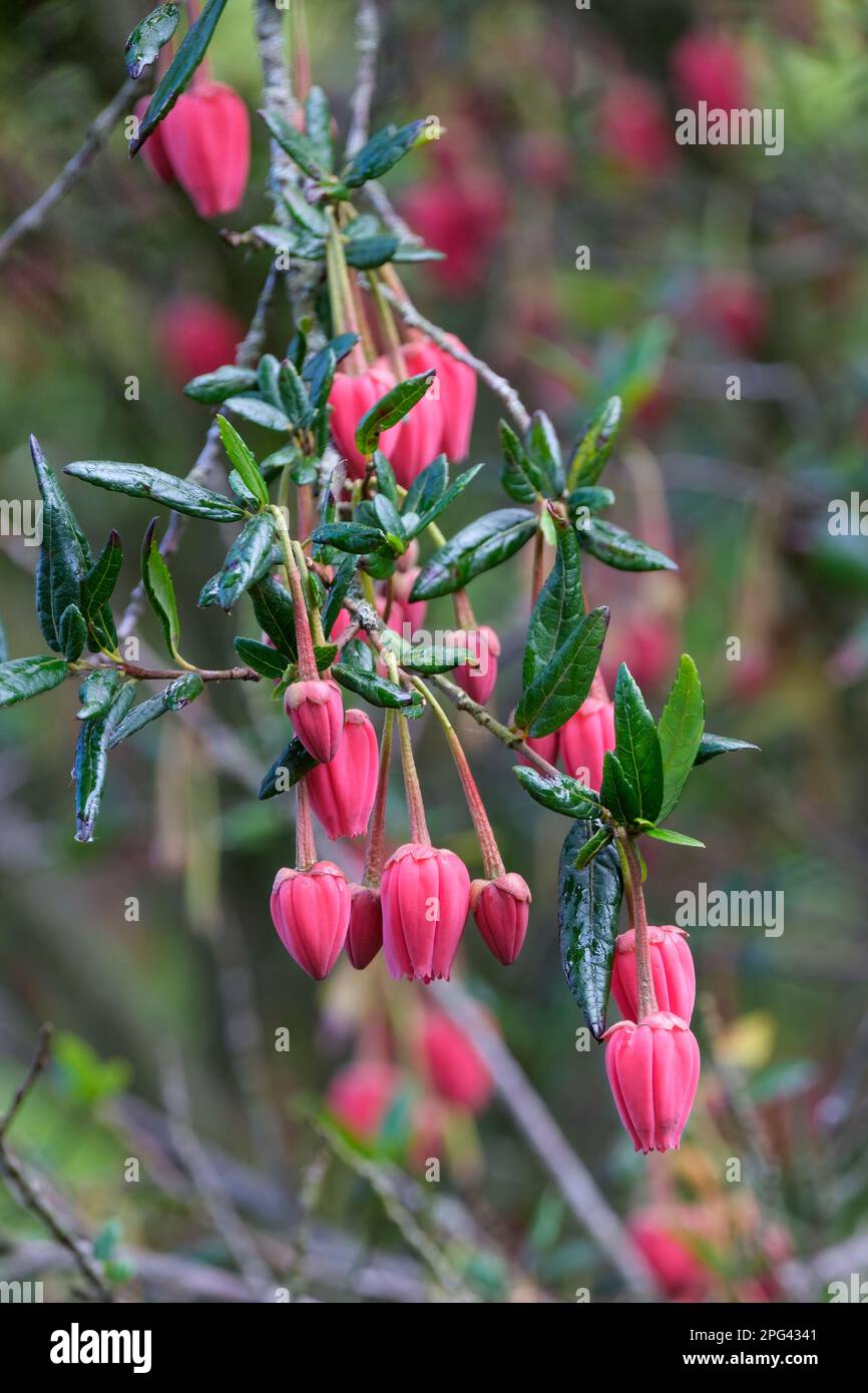 Lantern tree hi-res stock photography and images - Alamy