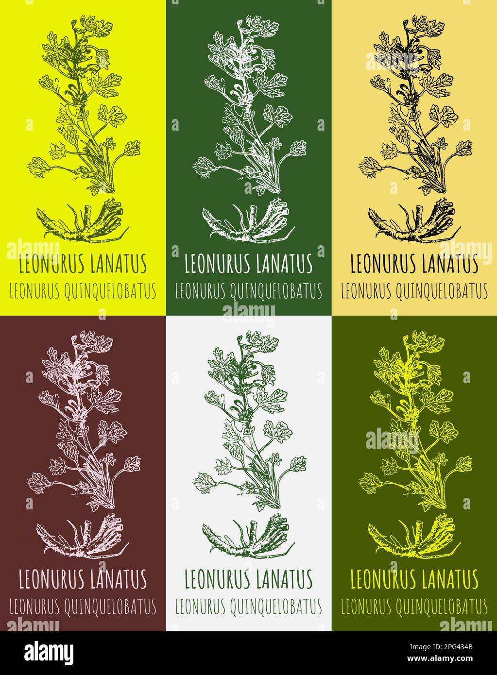 Set of drawings LEONURUS LANATUS in different colors. Hand drawn ...